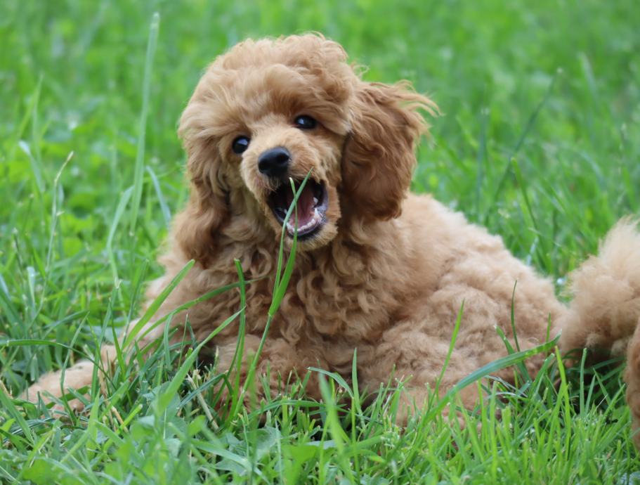 Mini (patuljasta) pudla - apricot/fawn