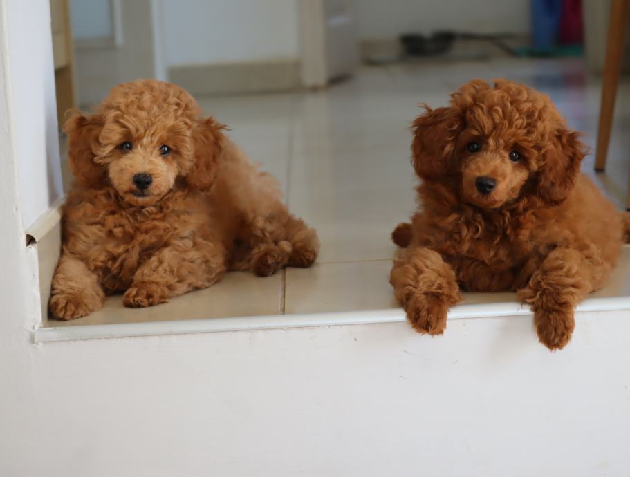 Mini (patuljasta) pudla - apricot/fawn