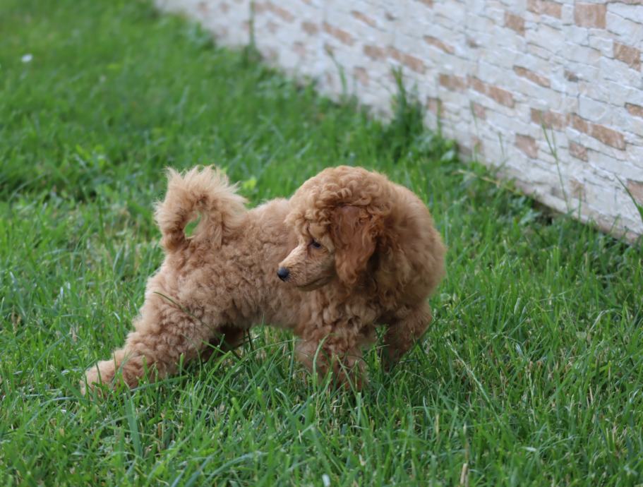 Mini (patuljasta) pudla - apricot/fawn