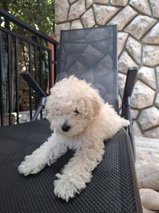 Mini pudle