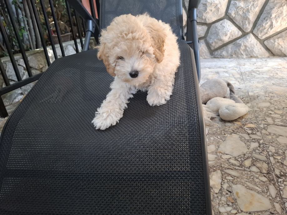 Mini pudle