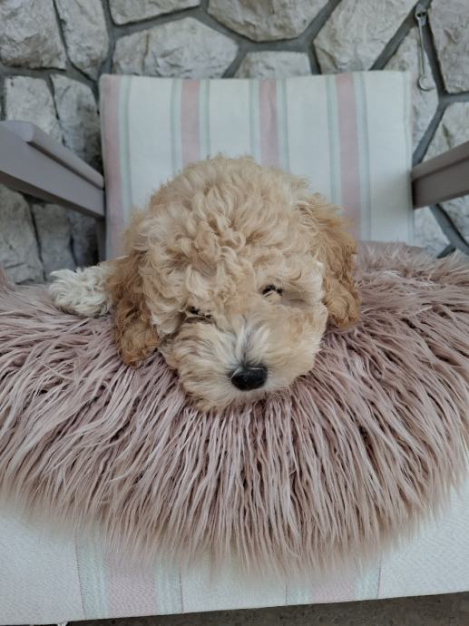 Mini pudle