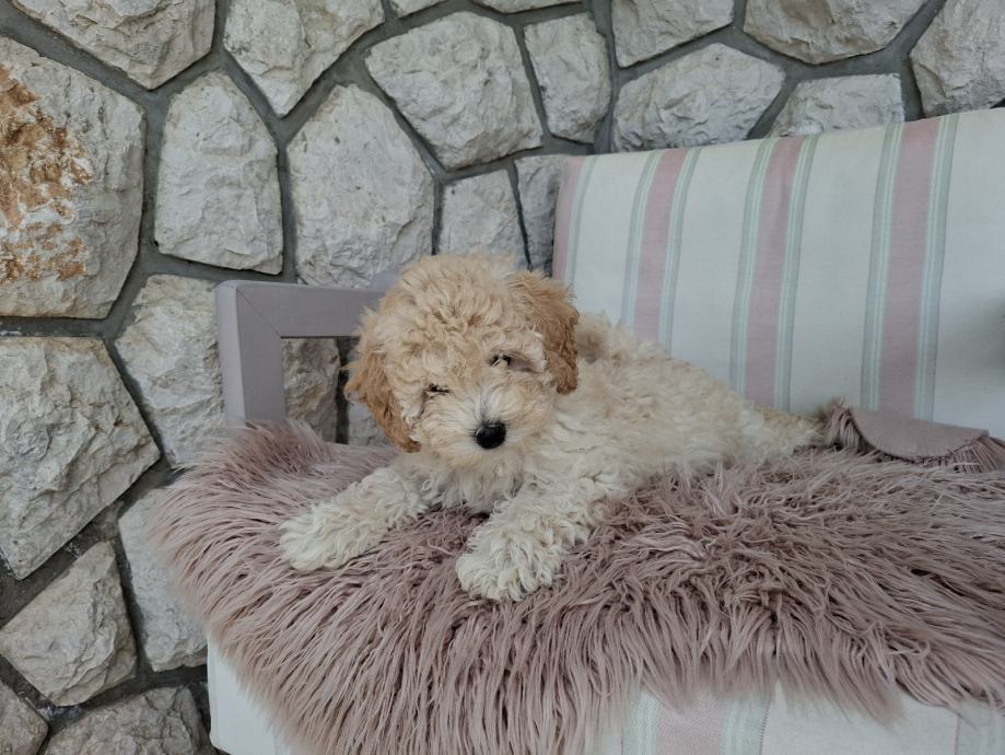 Mini pudle
