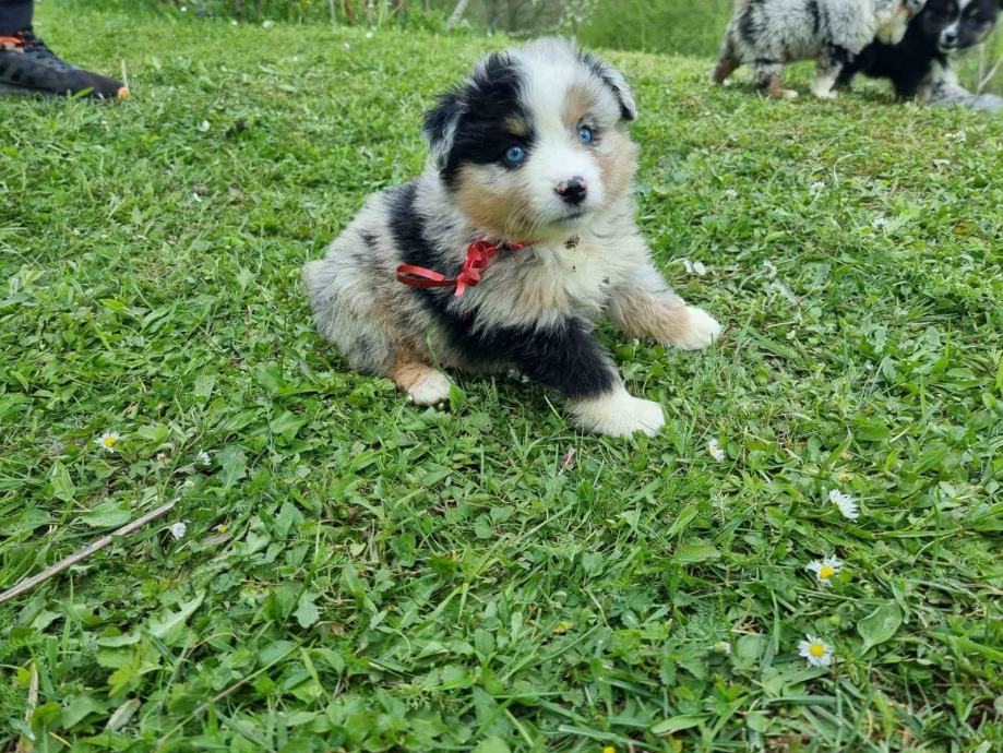 MINIJATURNI AMERIČKI OVČAR