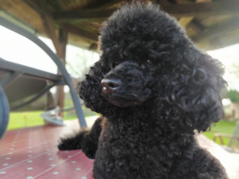 NAJAVA LEGLA - MALA PUDLA