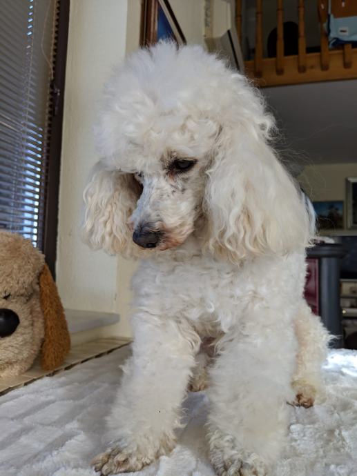 NAJAVA LEGLA - MALA PUDLA