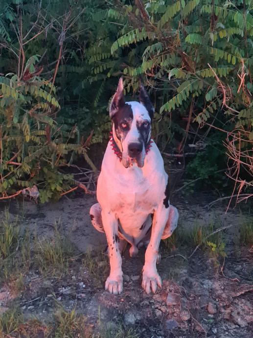 Njemacka doga (Great dane) stenci