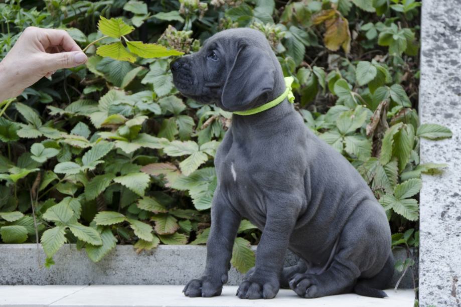 Njemačka doga - plava