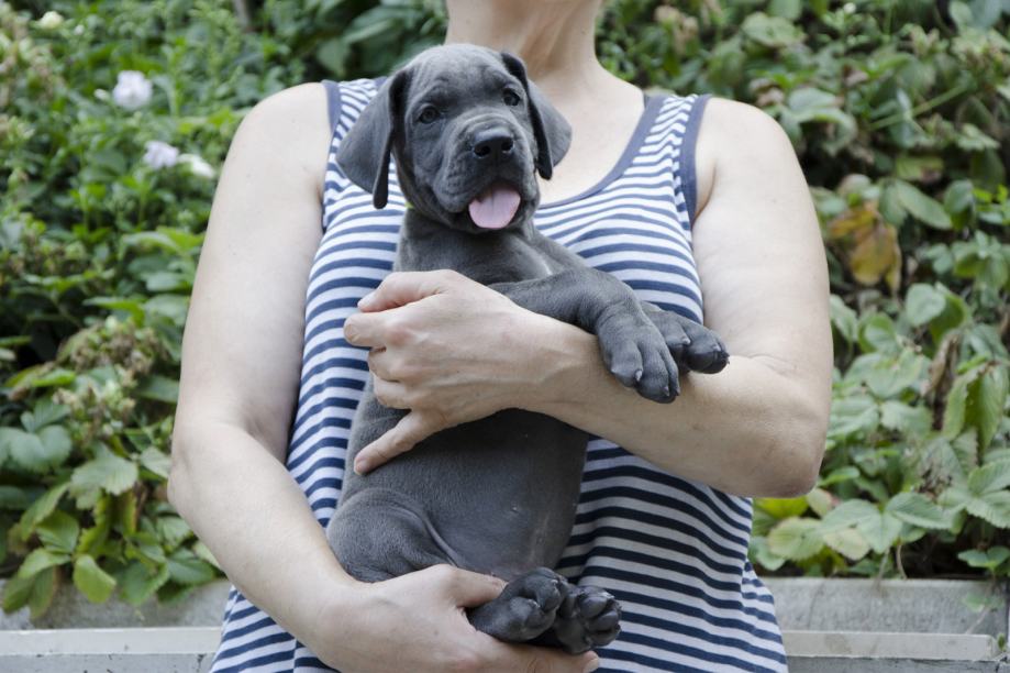 Njemačka doga - plava