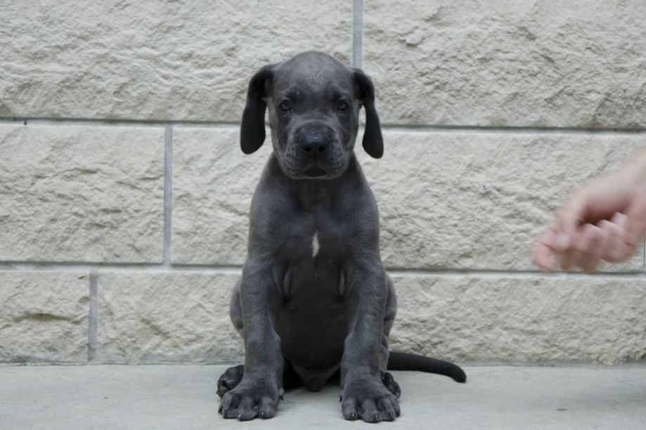 Njemačka doga - plava