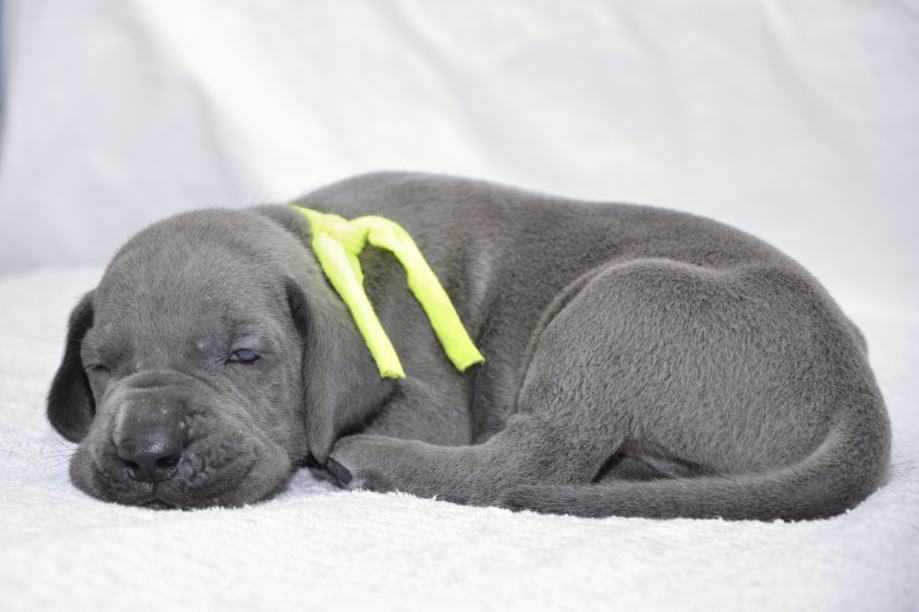 Njemačka doga - plava