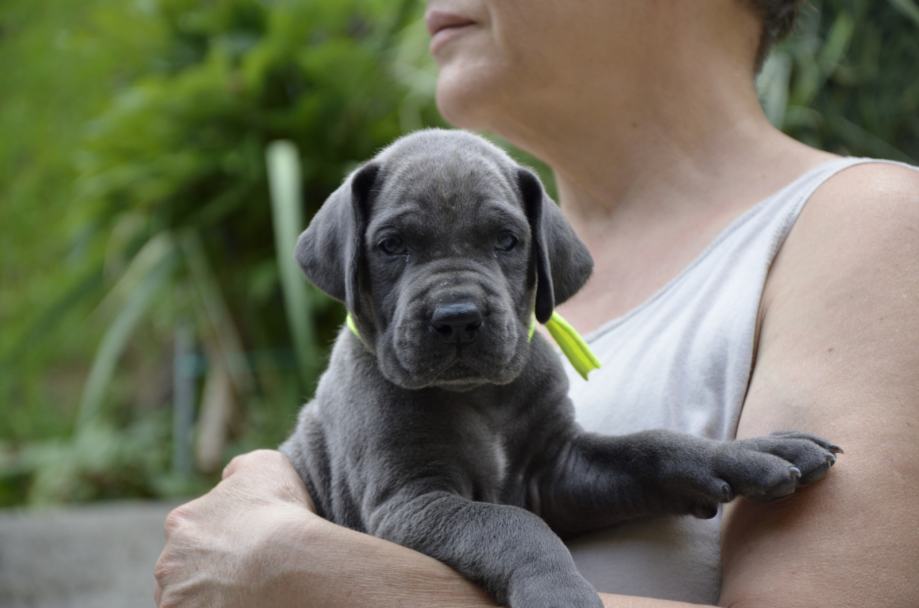 Njemačka doga - plava