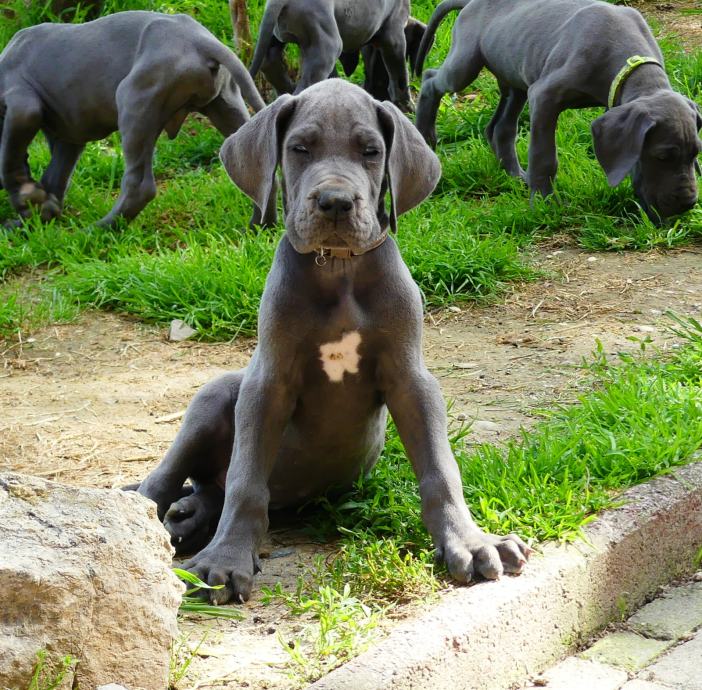 Njemacka doga, štenci