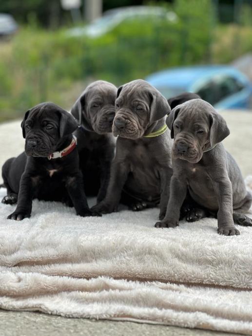 Njemacka doga, rodovnik