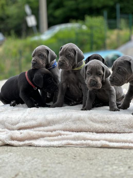 Njemacka doga, rodovnik