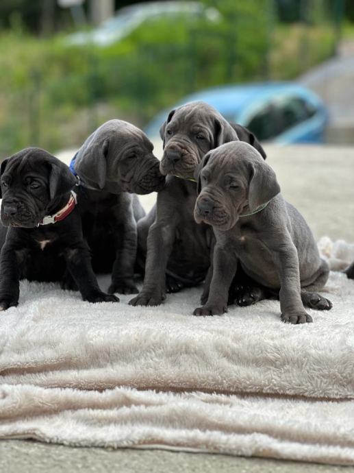 Njemacka doga, rodovnik