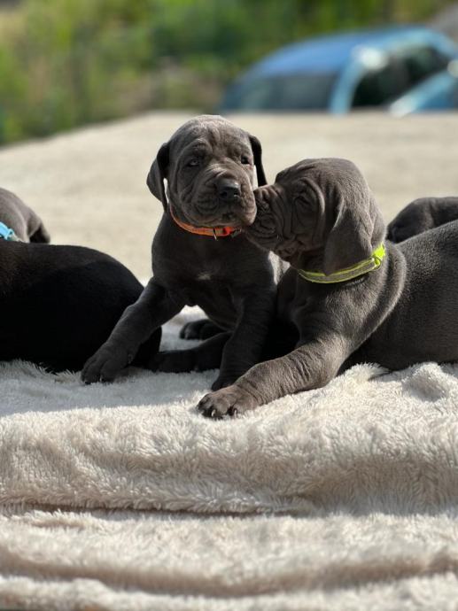 Njemacka doga, rodovnik