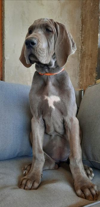 Njemacka doga, rodovnik