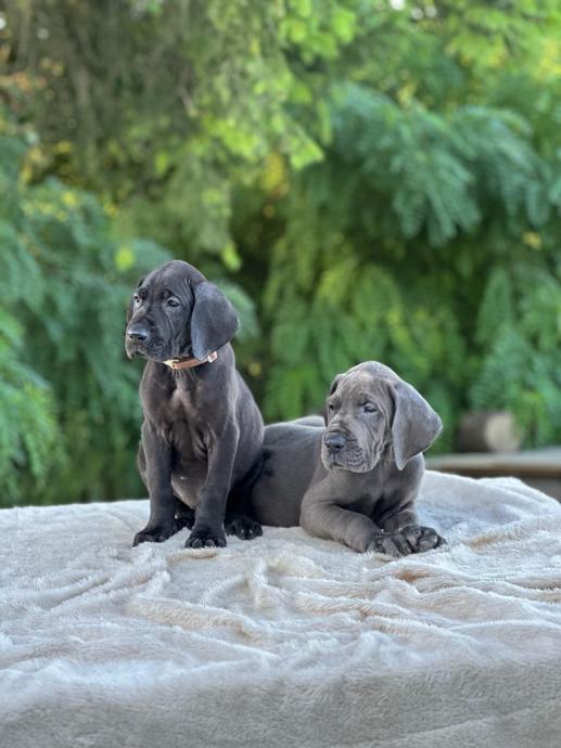 Njemacka doga, rodovnik