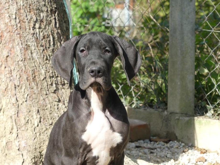 Njemacka doga, rodovnik, povoljno