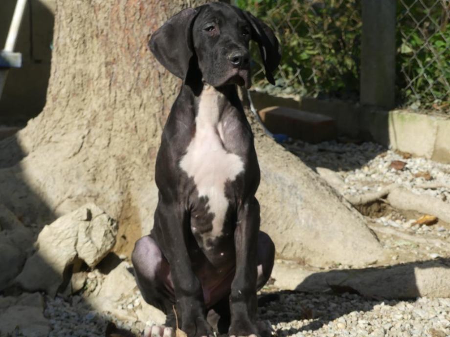 Njemacka doga, rodovnik, povoljno