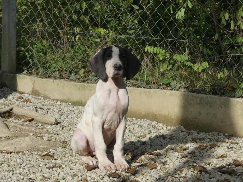 Njemacka doga, rodovnik, povoljno