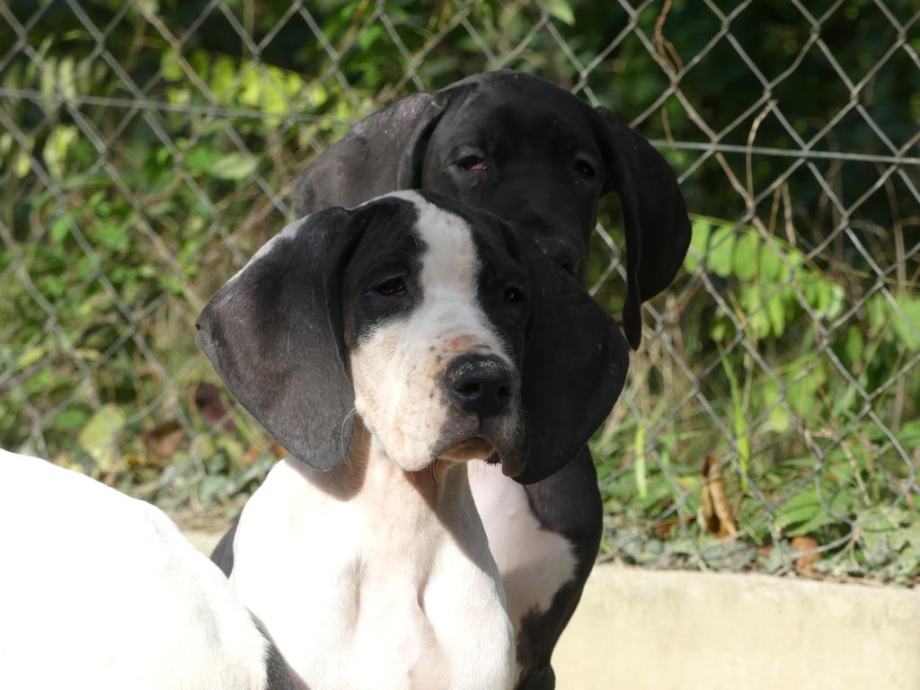 Njemacka doga, rodovnik, povoljno