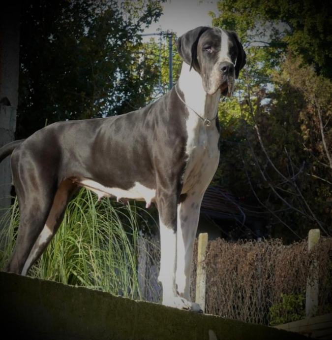 Njemacka doga, rodovnik, povoljno