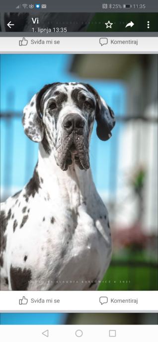 Njemacka doga, rodovnik, povoljno