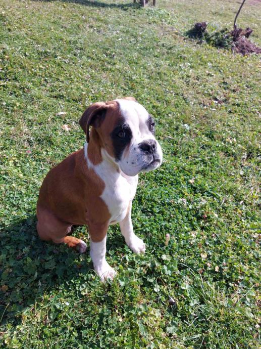 Njemački bokser(boxer)