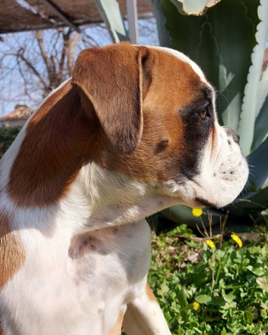 Njemački bokser(boxer)