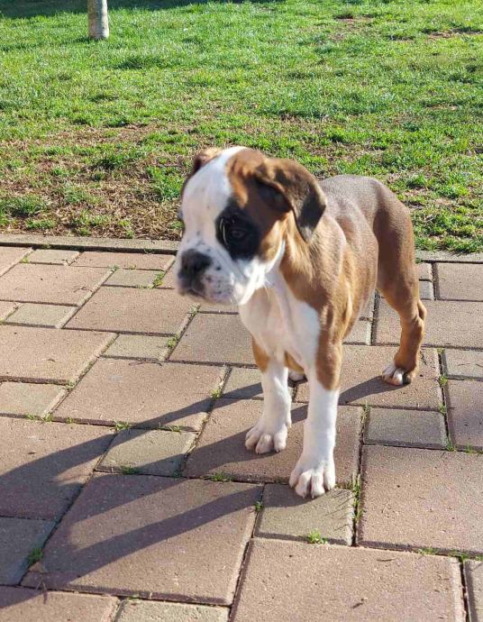 Njemački bokser -štenci