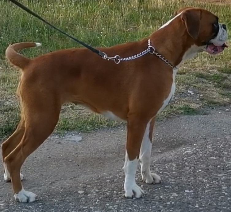 njemacki bokser stenci stari 2 mjeseca