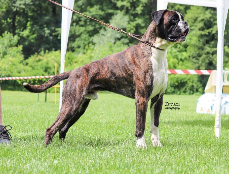 Njemački boxer vrhunsko štene rodovnik HKS