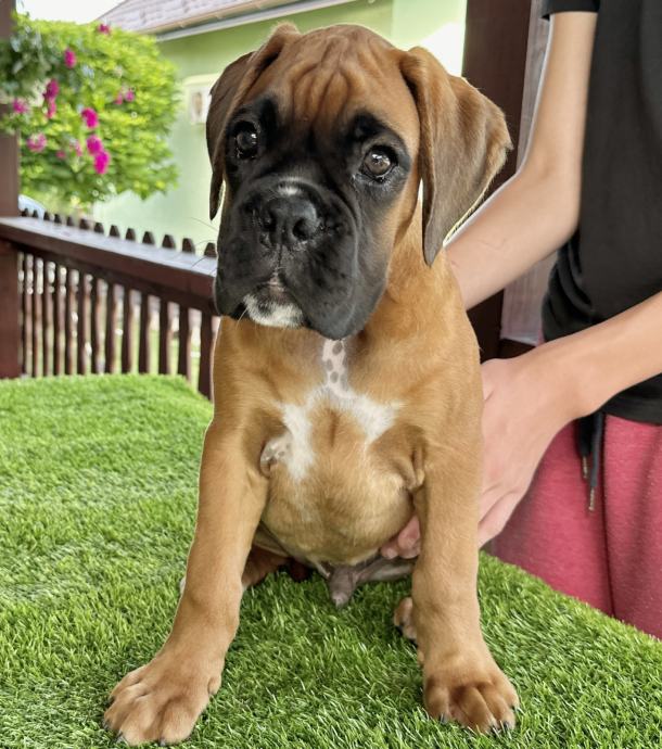 Njemački boxer vrhunsko štene rodovnik HKS