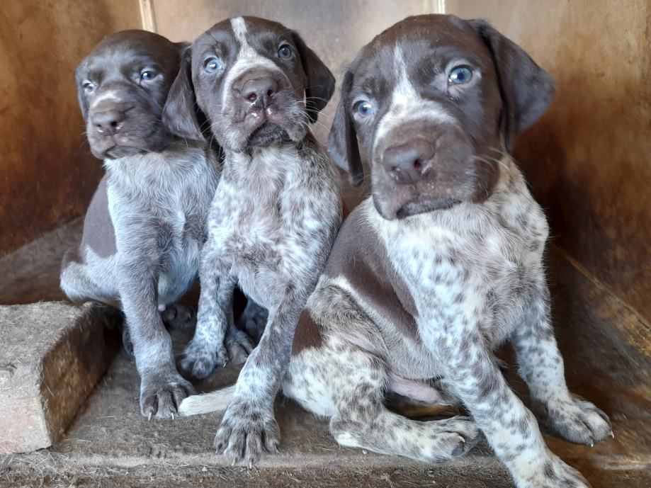 Njemački kratkodlaki ptičar