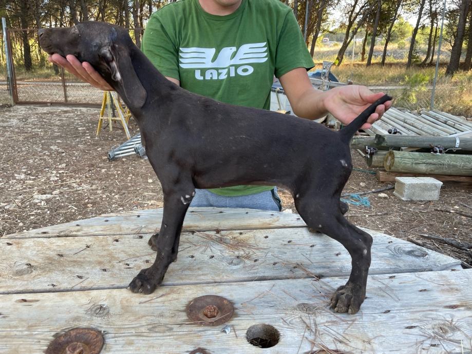 Njemački kratkodlaki ptičar