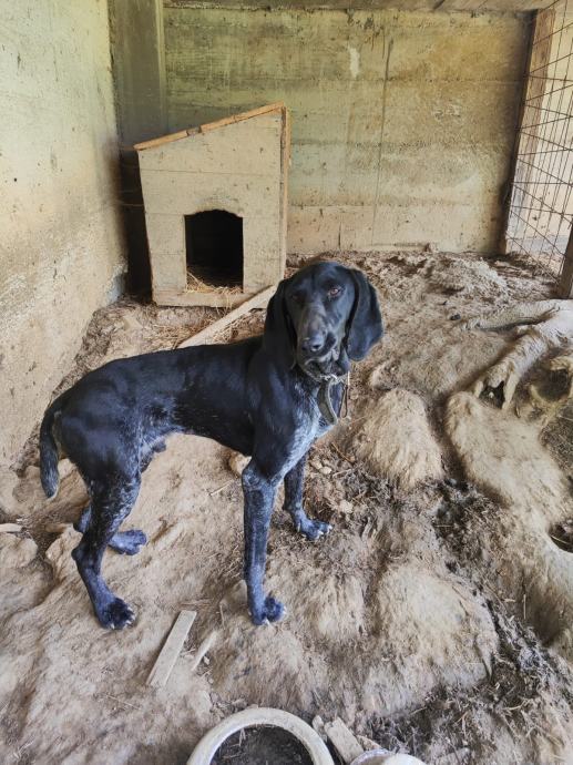 Njemački kratkodlaki ptičar