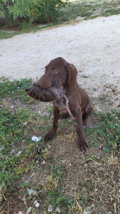 Njemacki kratkodlaki pticar