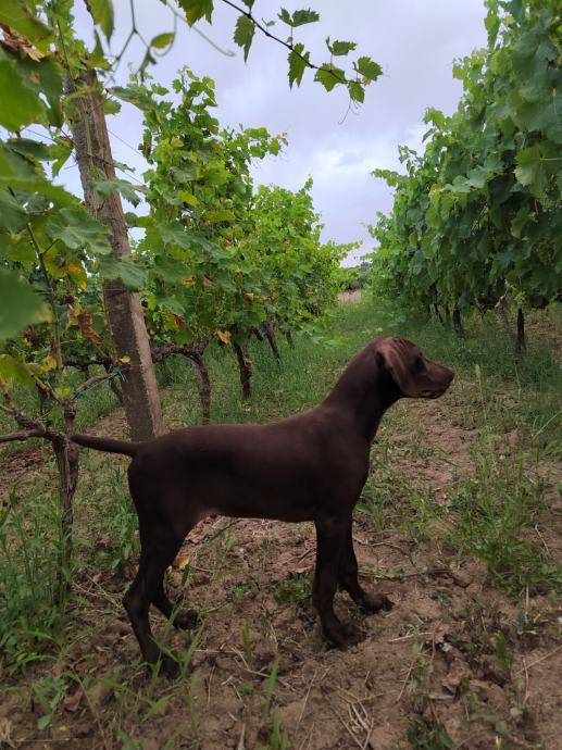 Njemacki kratkodlaki pticar