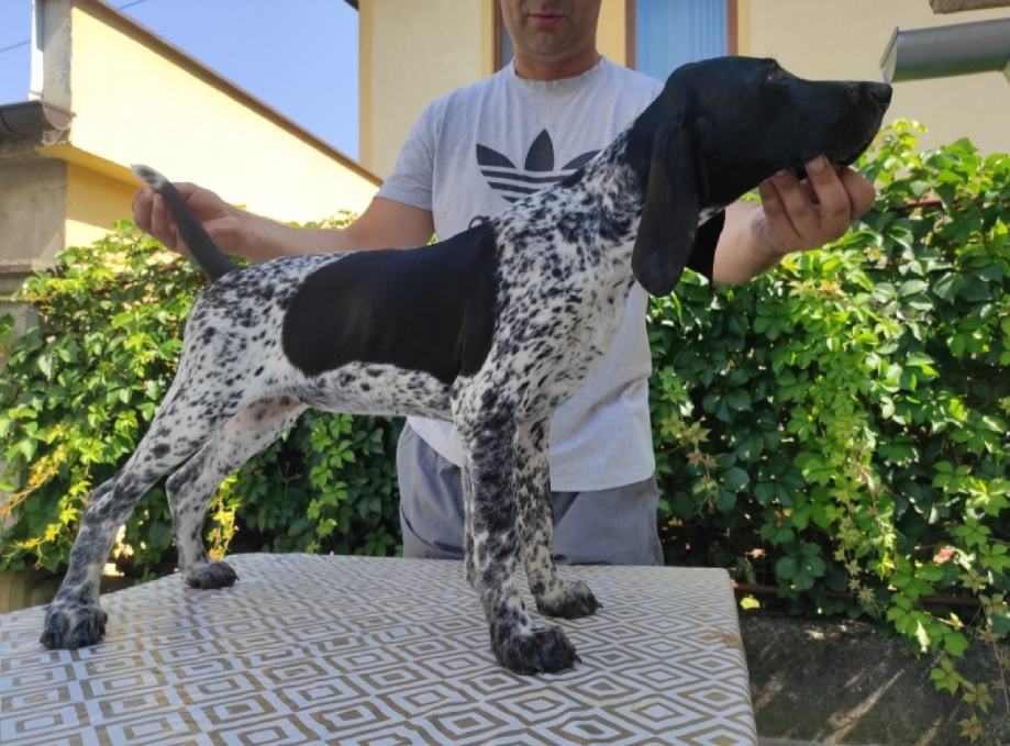 Njemacki kratkodlaki pticar