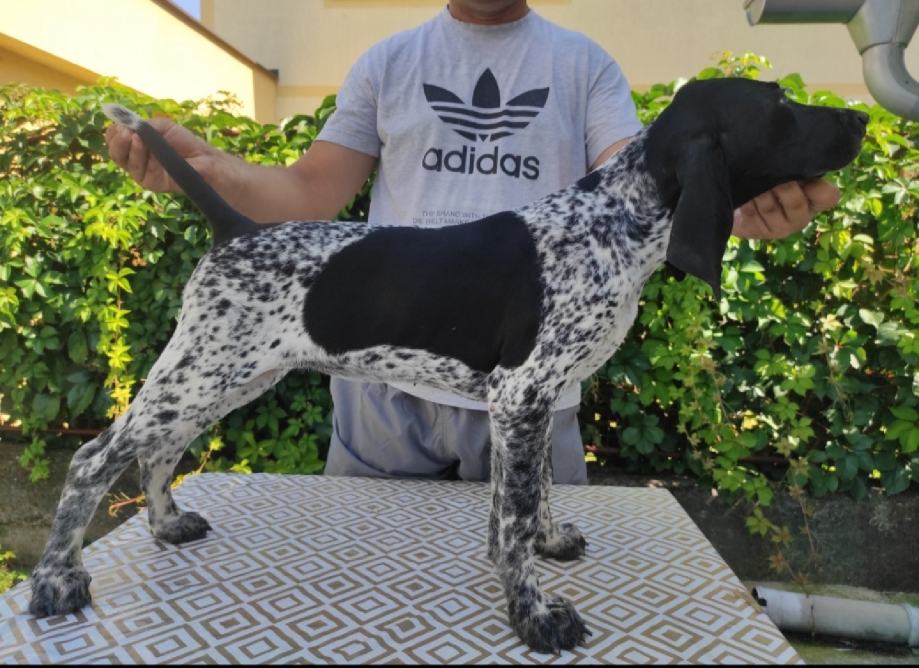 Njemacki kratkodlaki pticar