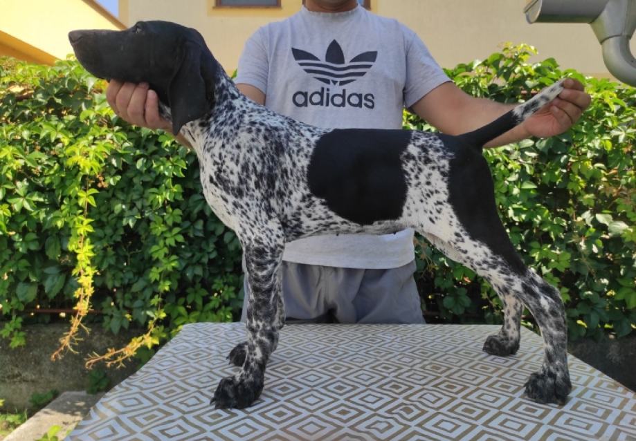 Njemacki kratkodlaki pticar