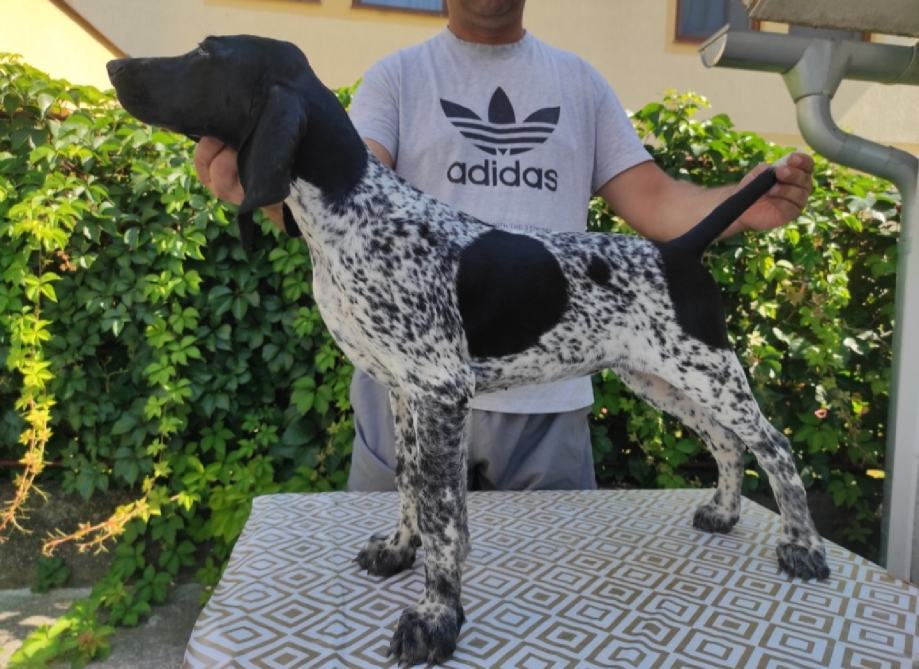 Njemacki kratkodlaki pticar