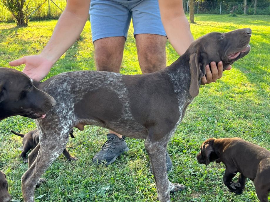 Njemački kratkodlaki ptičar