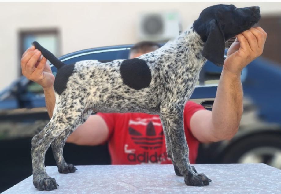 Njemacki Kratkodlaki Pticar