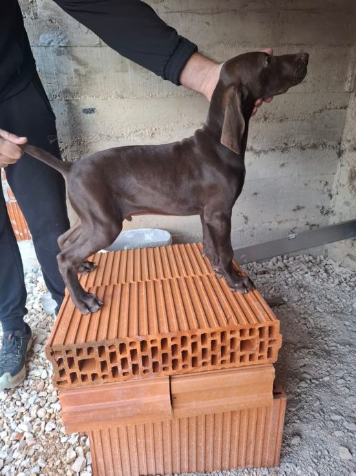 Njemački kratkodlaki ptičar