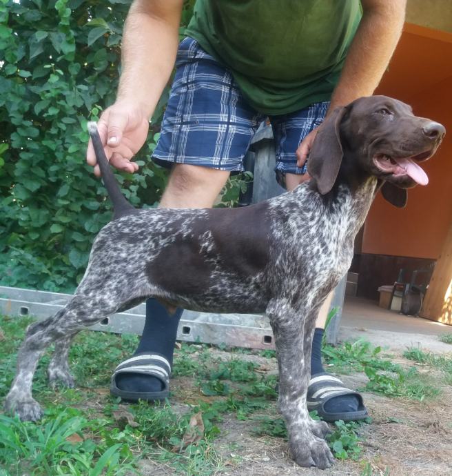 NJEMAČKI KRATKODLAKI PTIČARI