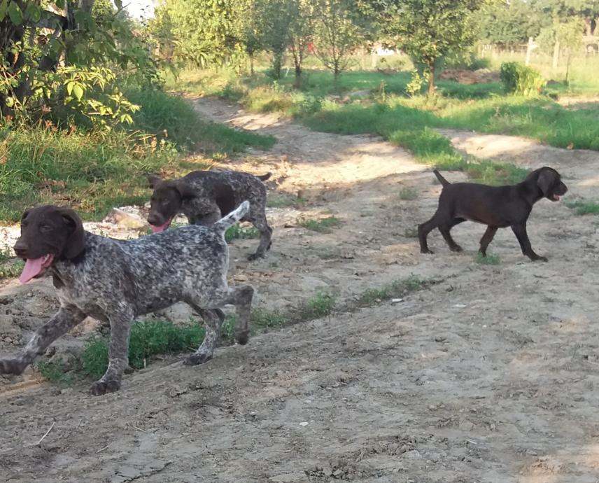 Njemački kratkodlaki ptičari