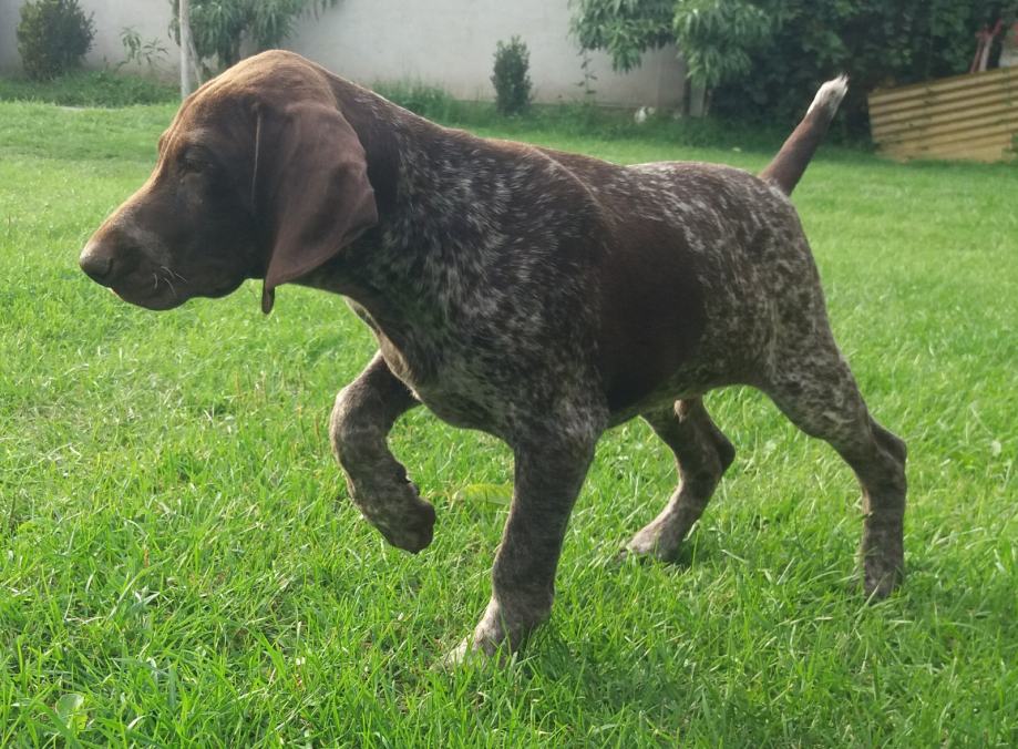 Njemački kratkodlaki ptičari